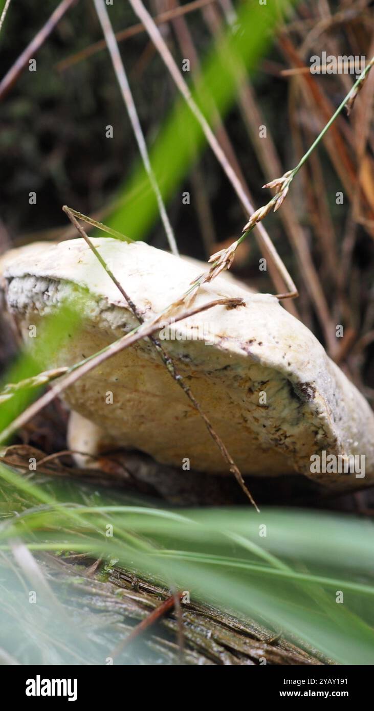 Downy milk cap (Lactarius pubescens) Fungi Stock Photo - Alamy