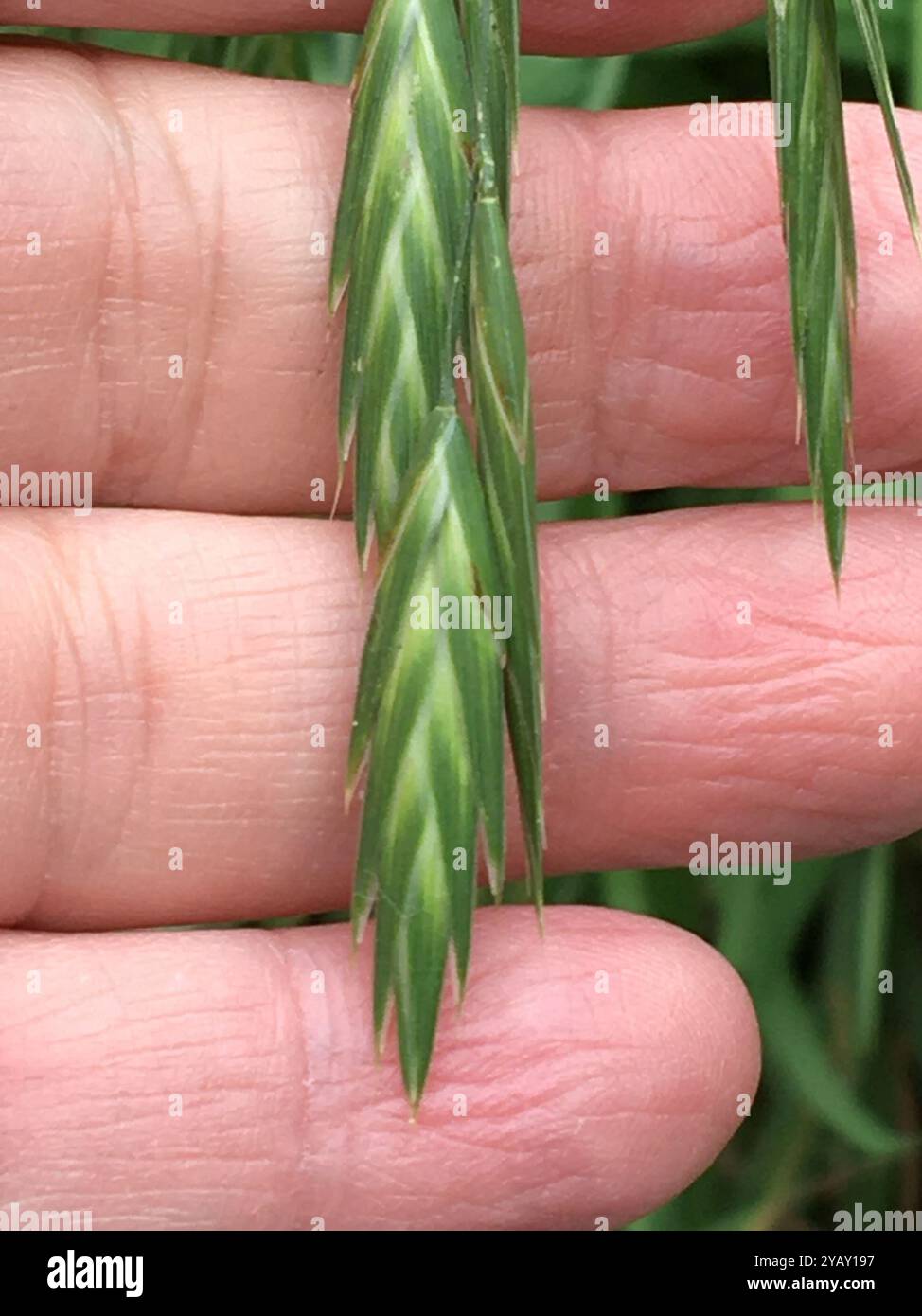 grasses (Poaceae) Plantae Stock Photo - Alamy