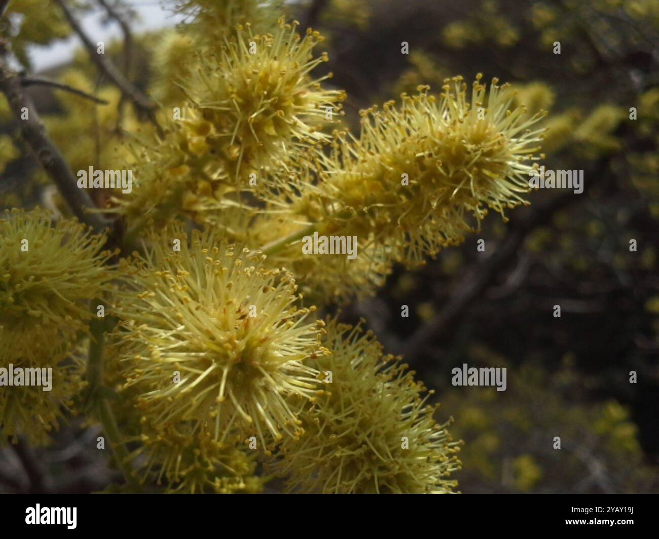 Combretum molle hi-res stock photography and images - Alamy