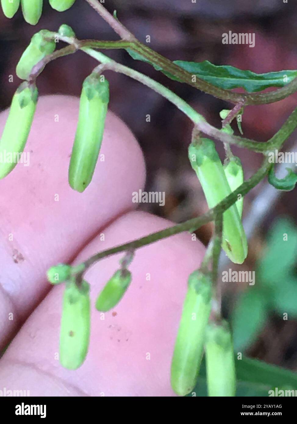 tall rattlesnake root (Nabalus altissimus) Plantae Stock Photo - Alamy