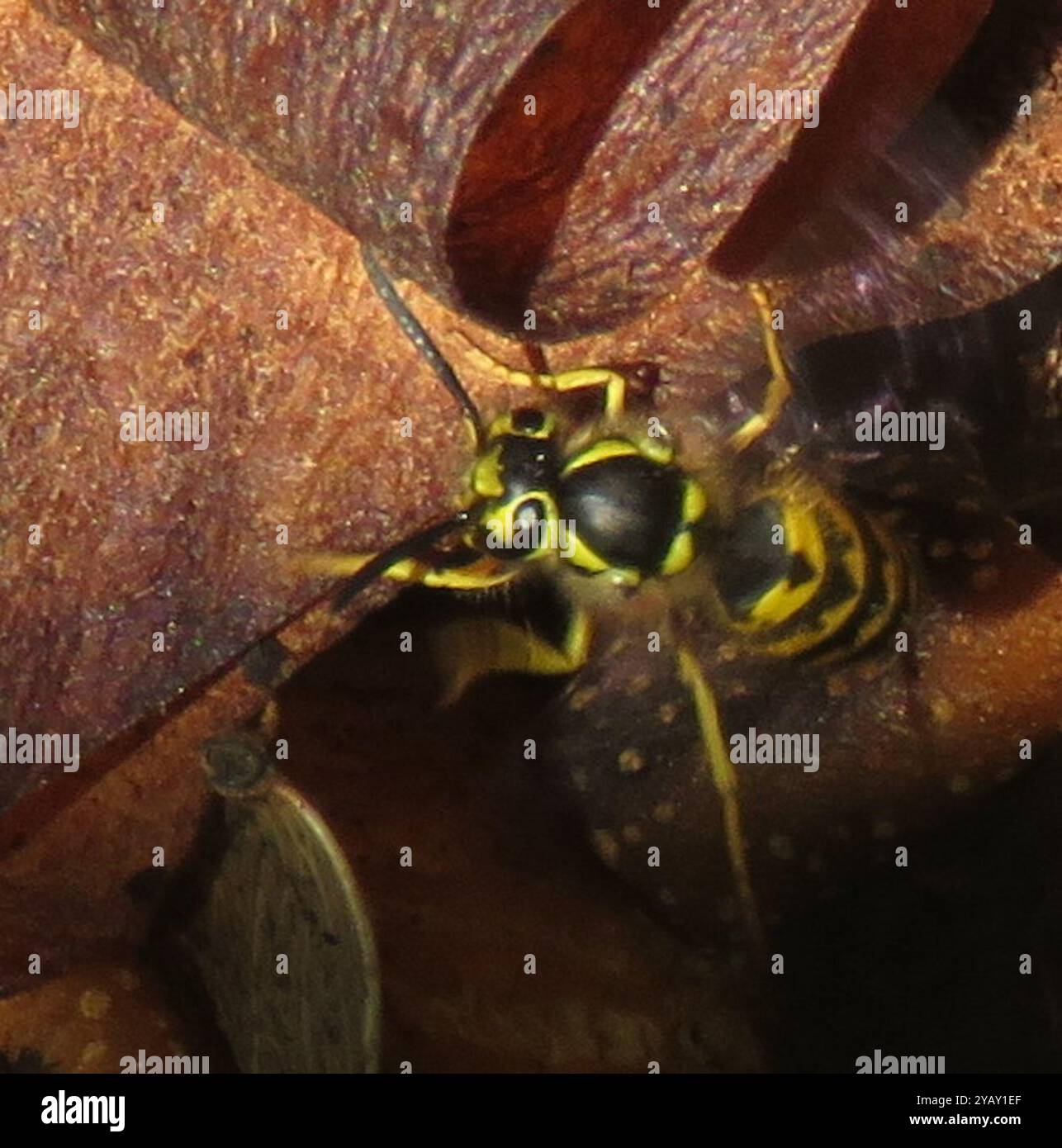 Western Yellowjacket (Vespula pensylvanica) Insecta Stock Photo - Alamy