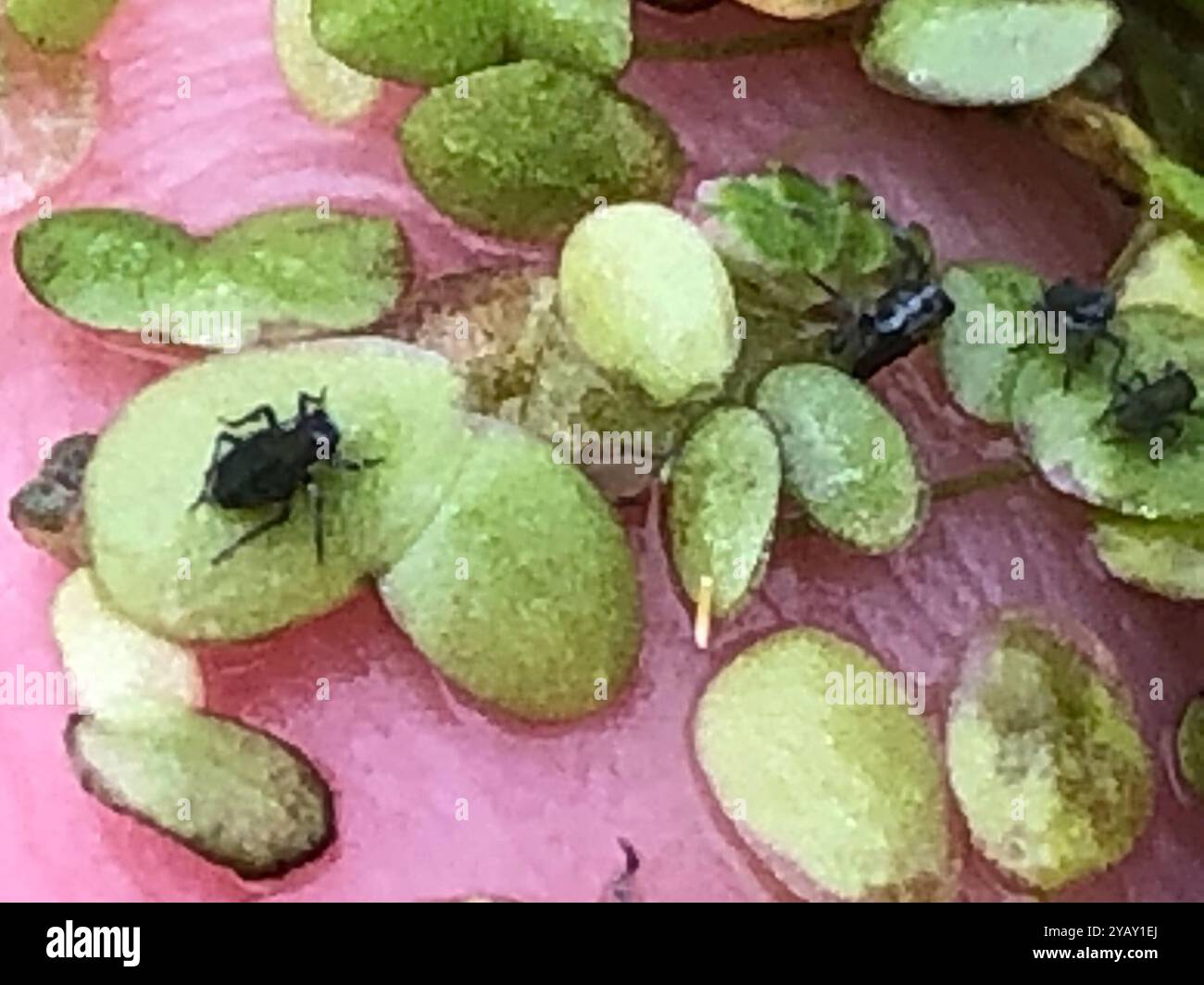 True Bugs, Hoppers, Aphids, and allies (Hemiptera) Insecta Stock Photo ...