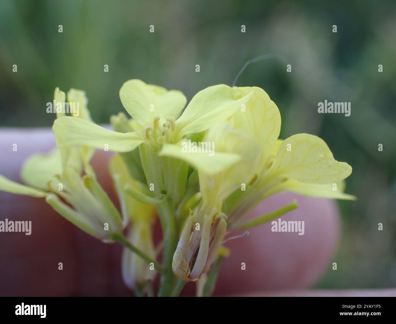 annual bastard cabbage (Rapistrum rugosum) Plantae Stock Photo - Alamy