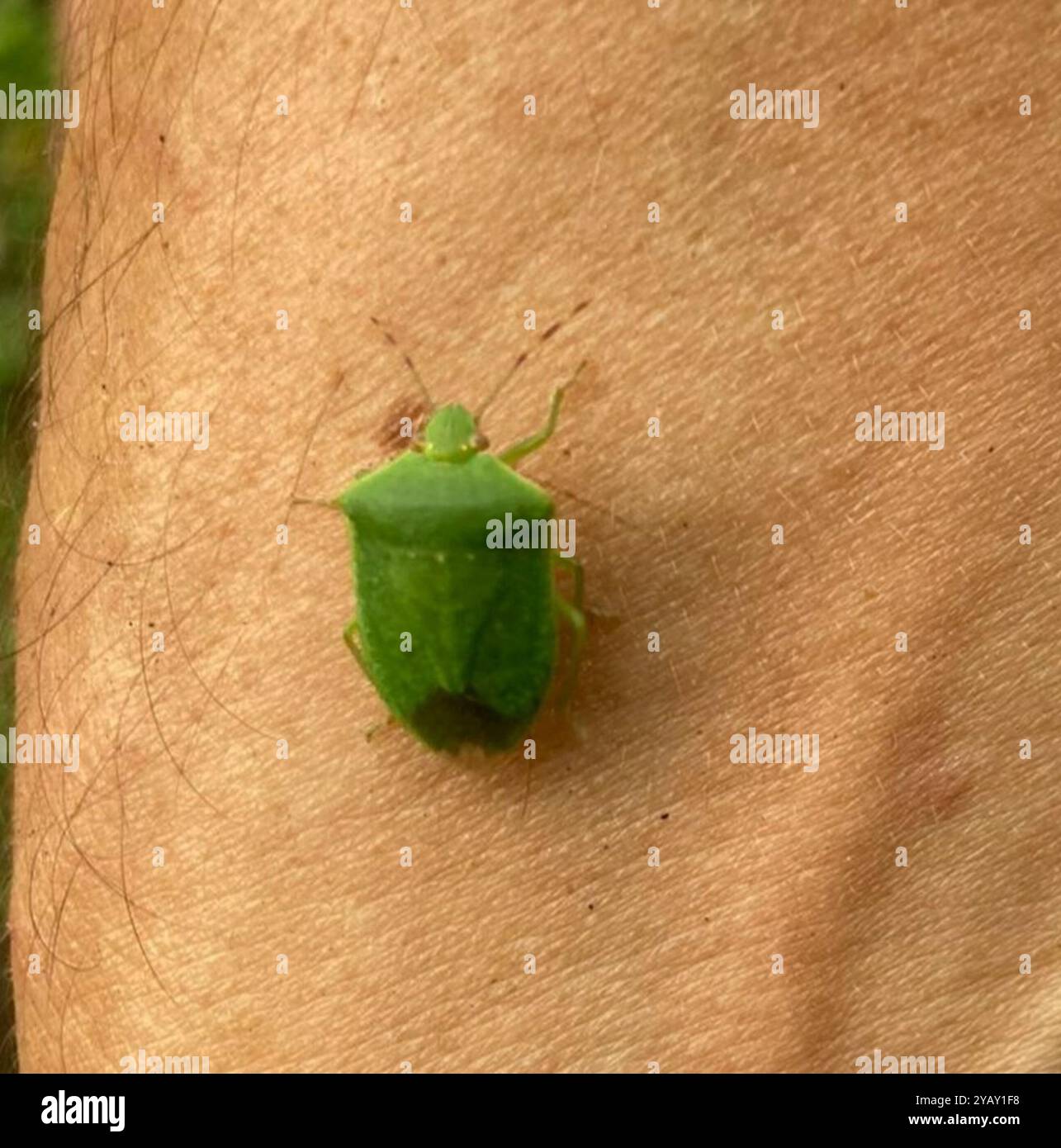 Southern Green Stink Bug (Nezara viridula) Insecta Stock Photo - Alamy