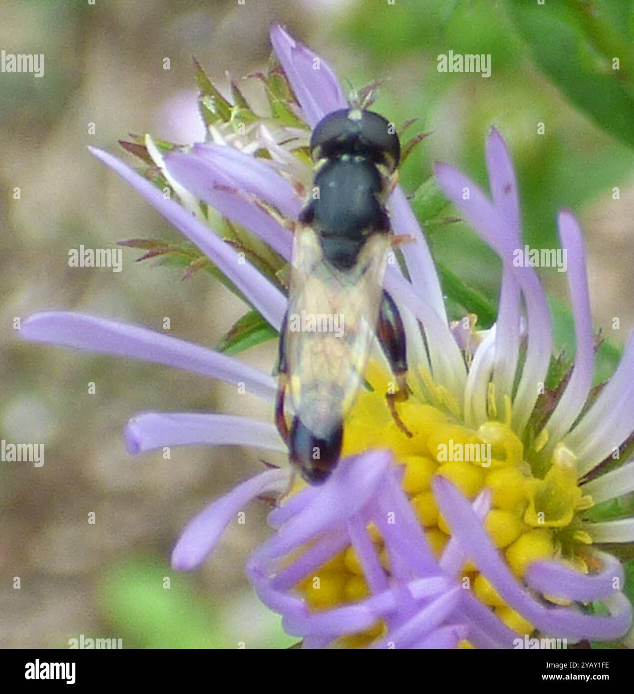 Peg-legged Compost Fly (Syritta flaviventris) Insecta Stock Photo - Alamy