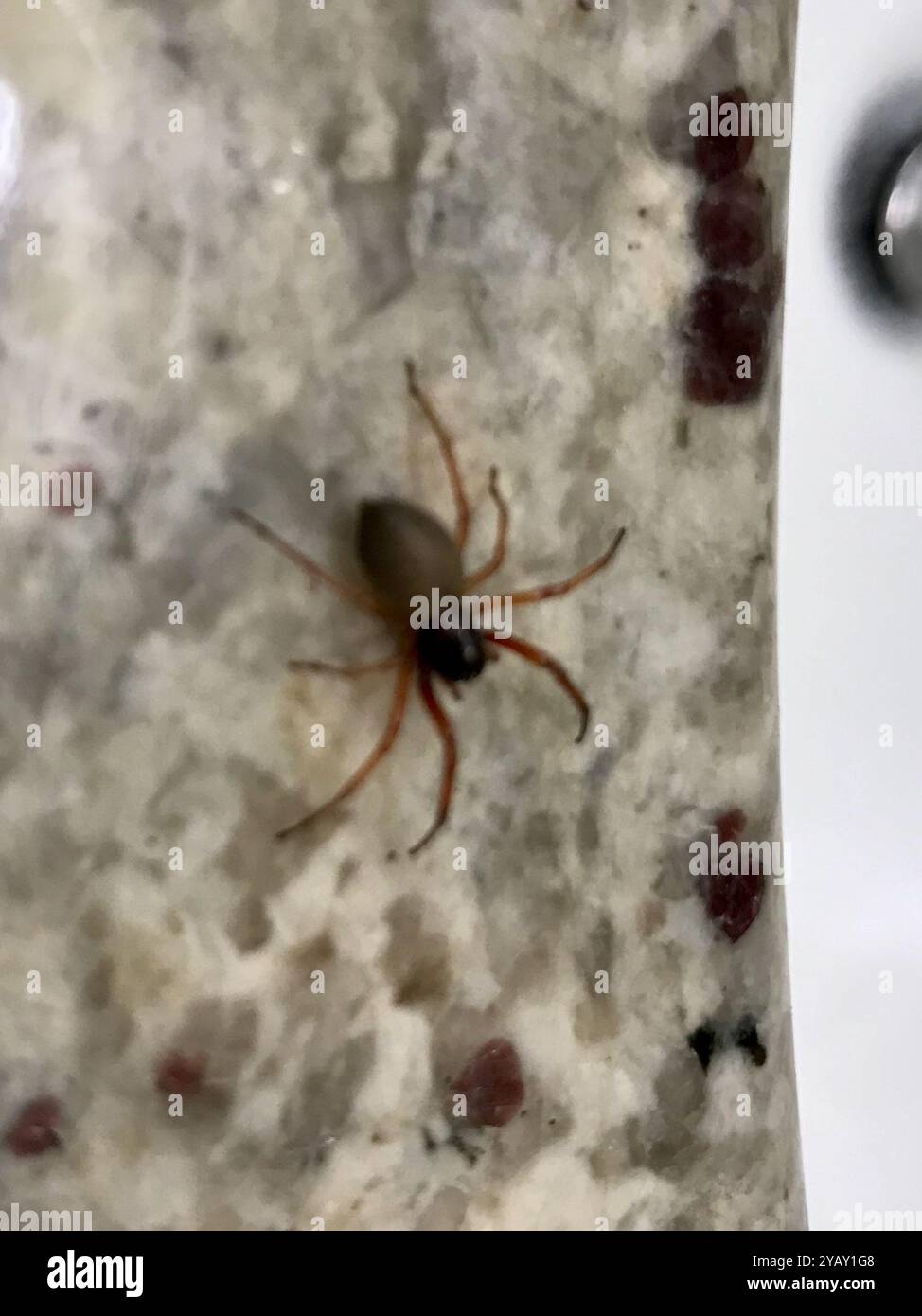 Broad-faced Sac Spider (Trachelas tranquillus) Arachnida Stock Photo ...