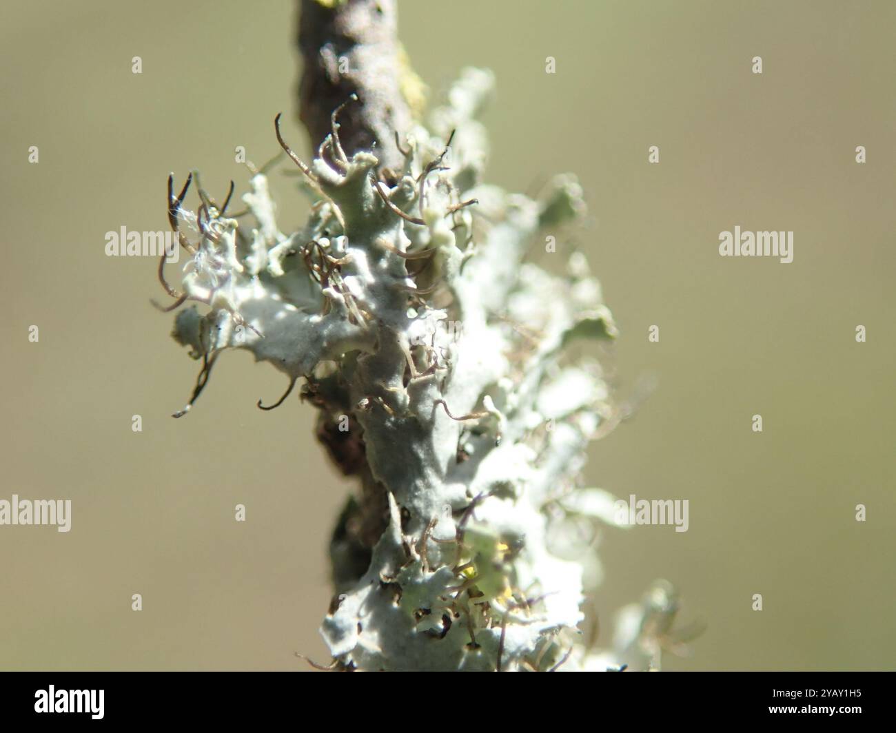 Fringed Rosette Lichen (Physcia tenella) Fungi Stock Photo - Alamy