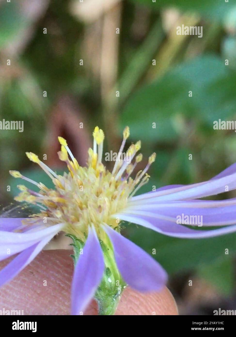 late purple aster (Symphyotrichum patens) Plantae Stock Photo - Alamy