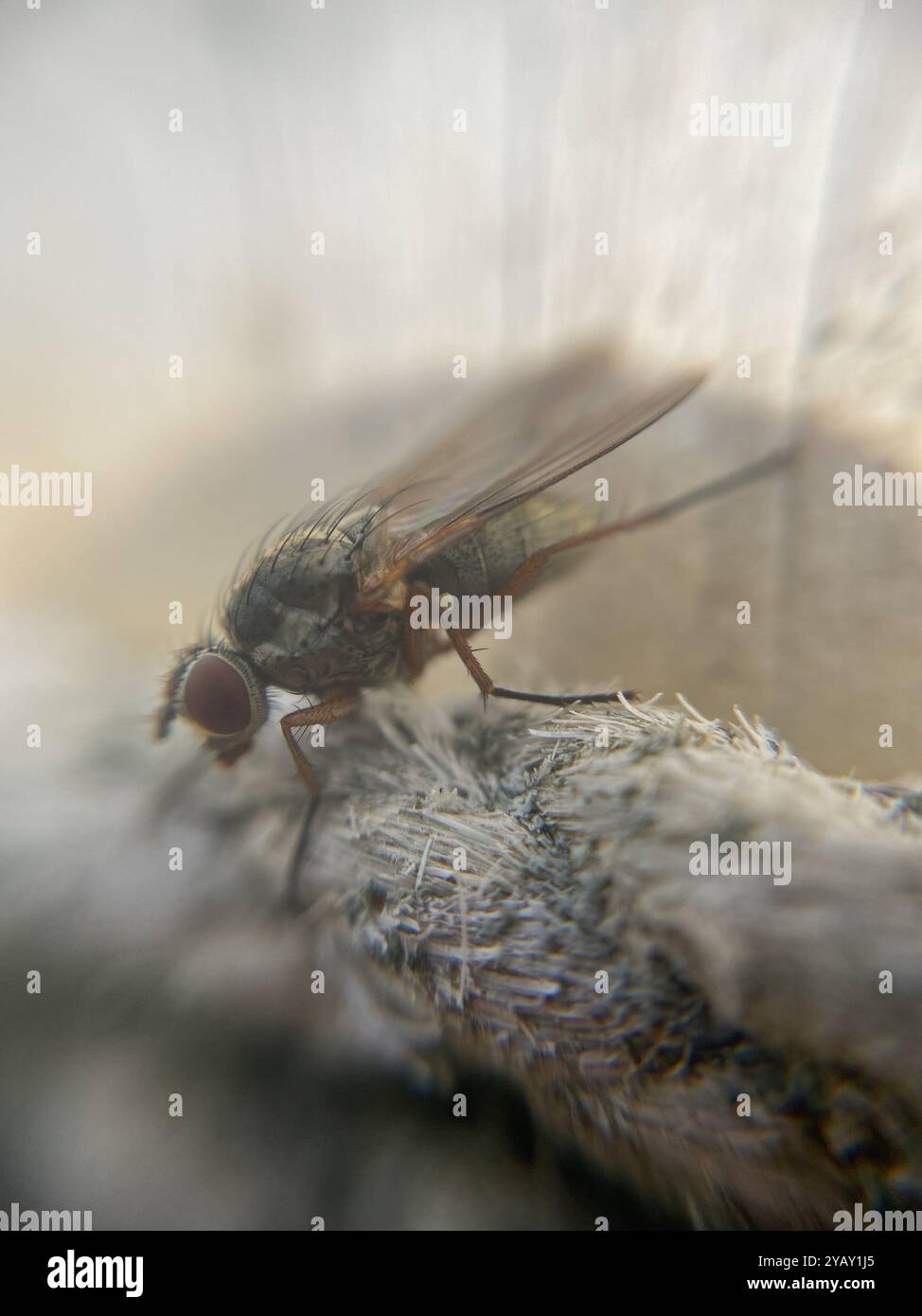 Root-maggot Flies (Anthomyiidae) Insecta Stock Photo - Alamy