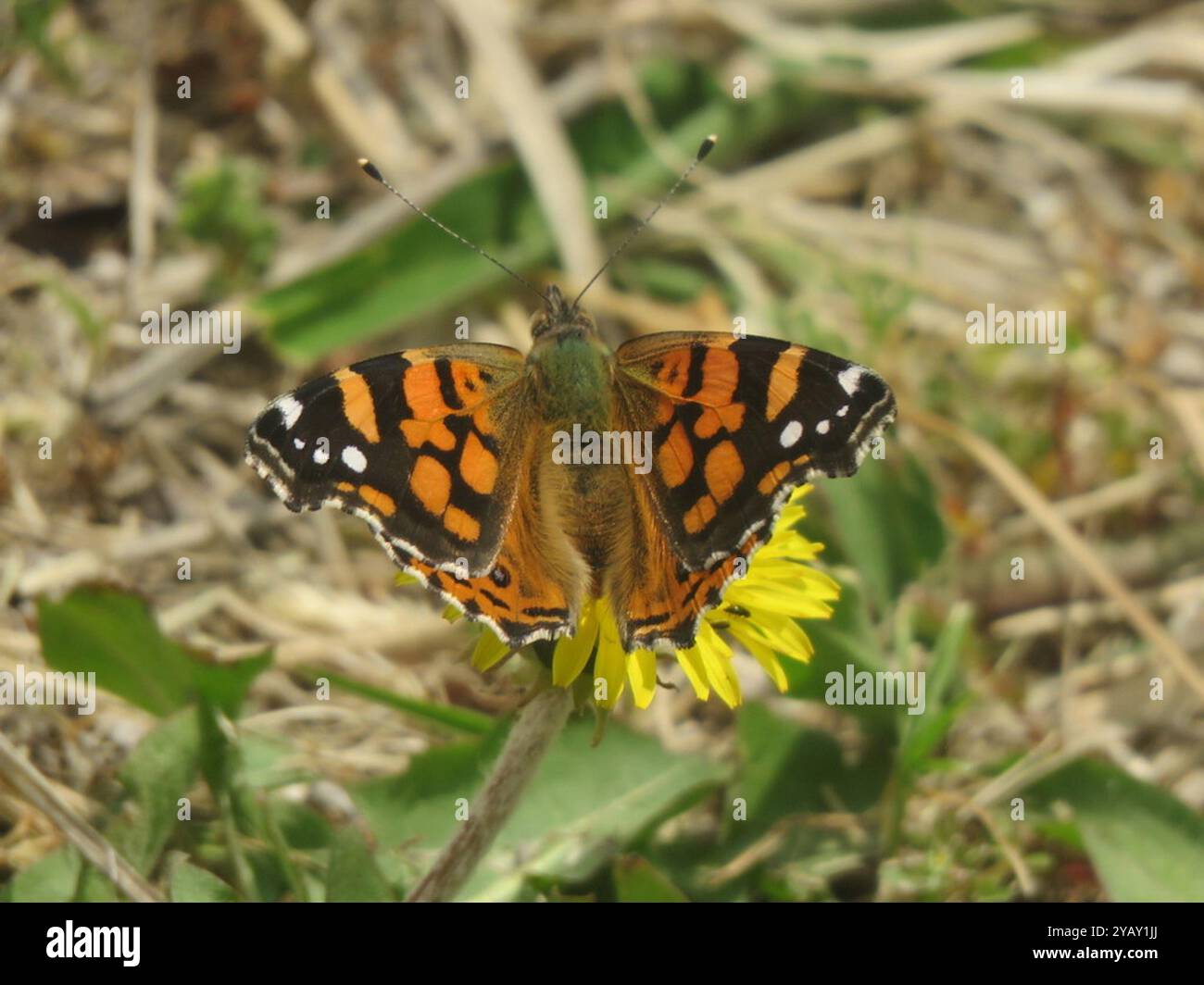 Subtropical Lady (Vanessa carye) Insecta Stock Photo - Alamy