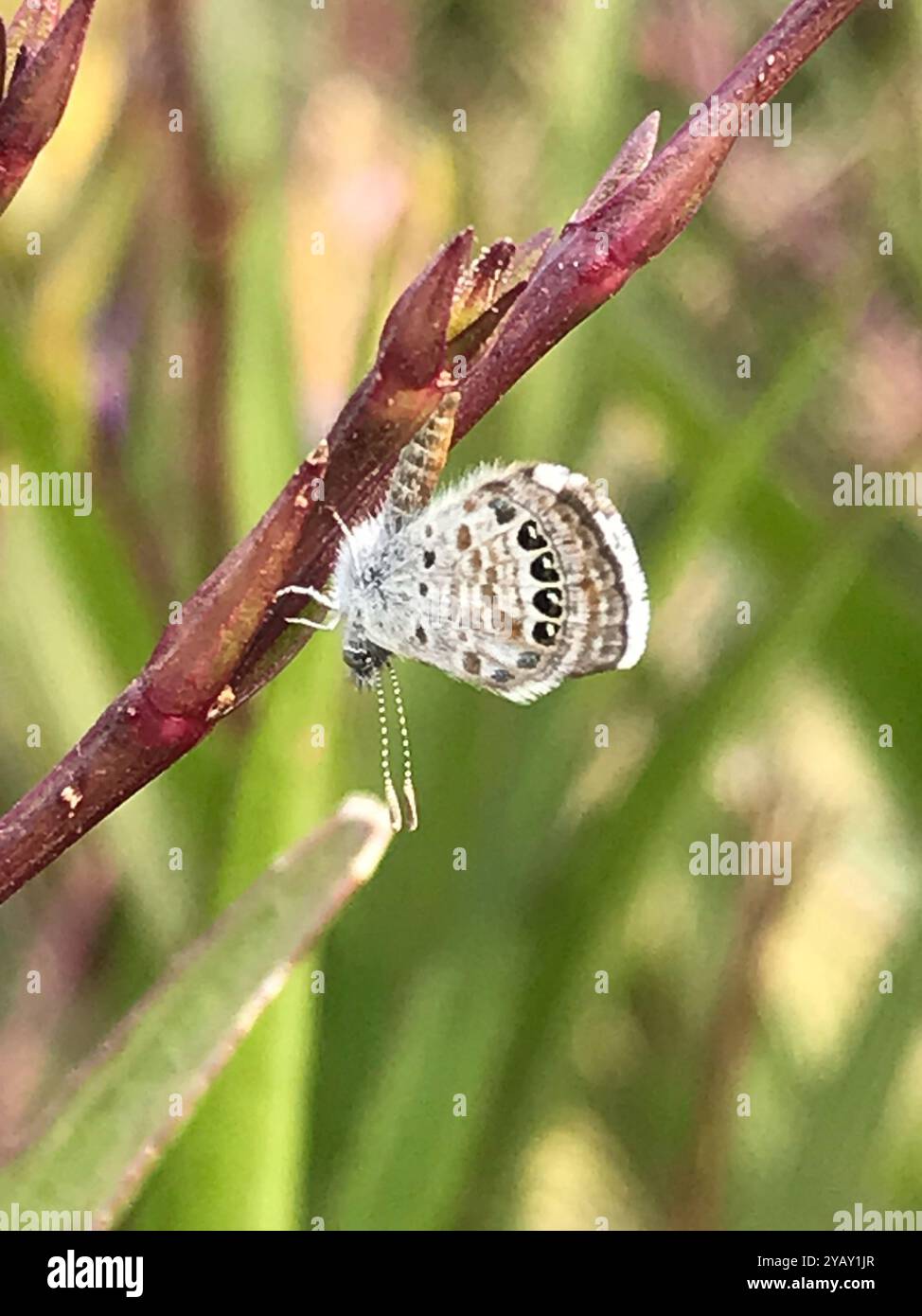 Western Pygmy-Blue (Brephidium exilis) Insecta Stock Photo - Alamy