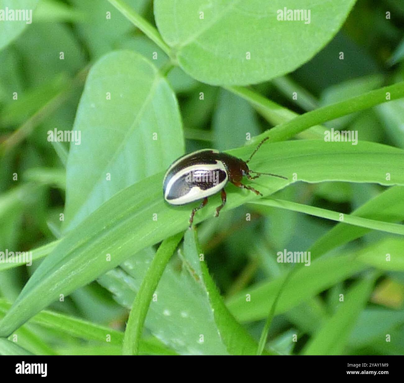 Bidentate Leaf Beetle (Calligrapha bidenticola) Insecta Stock Photo - Alamy