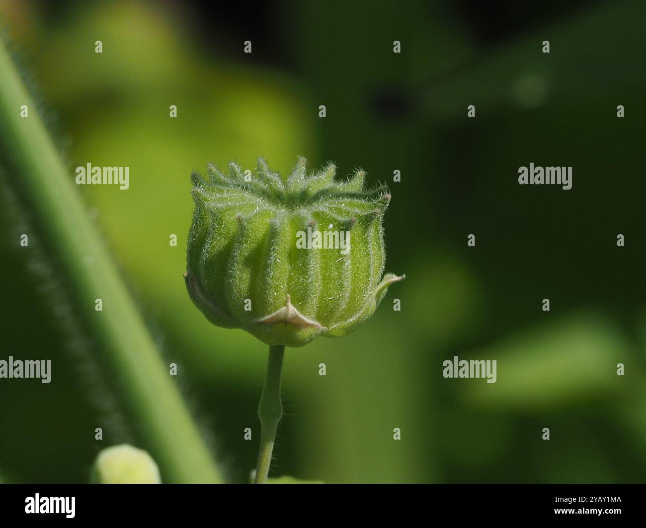 Indian Mallow (Abutilon indicum) Plantae Stock Photo - Alamy