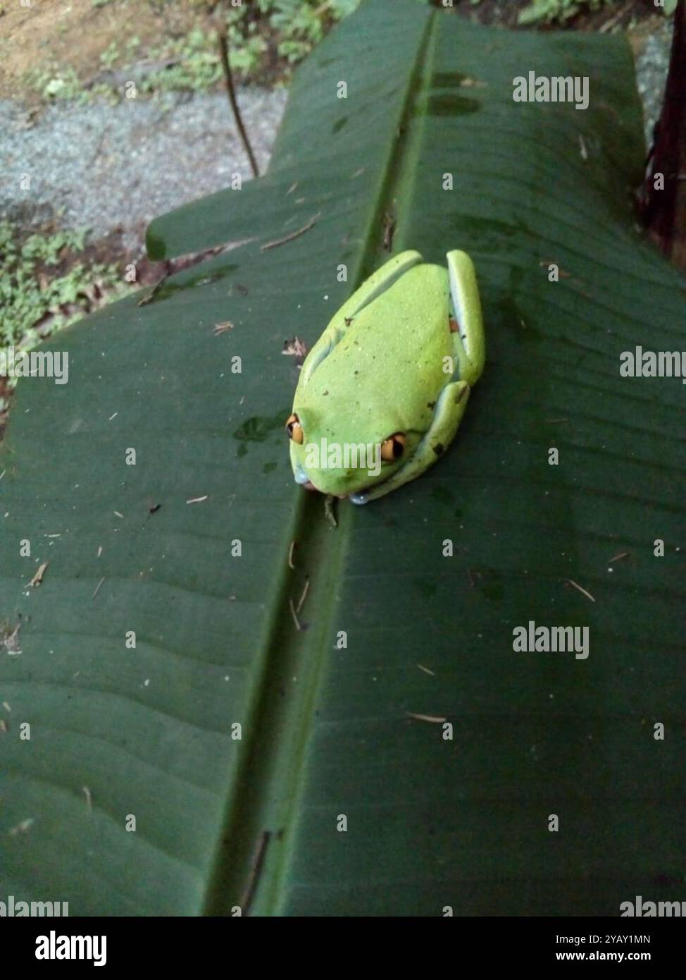 Blue-sided Tree Frog (Agalychnis annae) Amphibia Stock Photo - Alamy