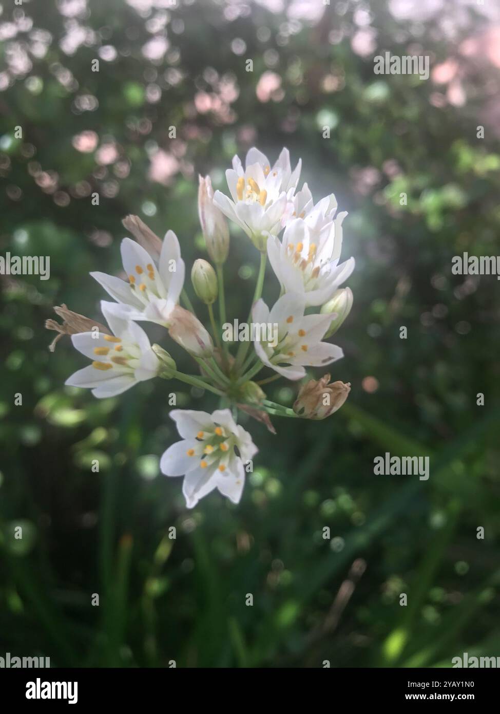 Onion Weed (Nothoscordum gracile) Plantae Stock Photo - Alamy