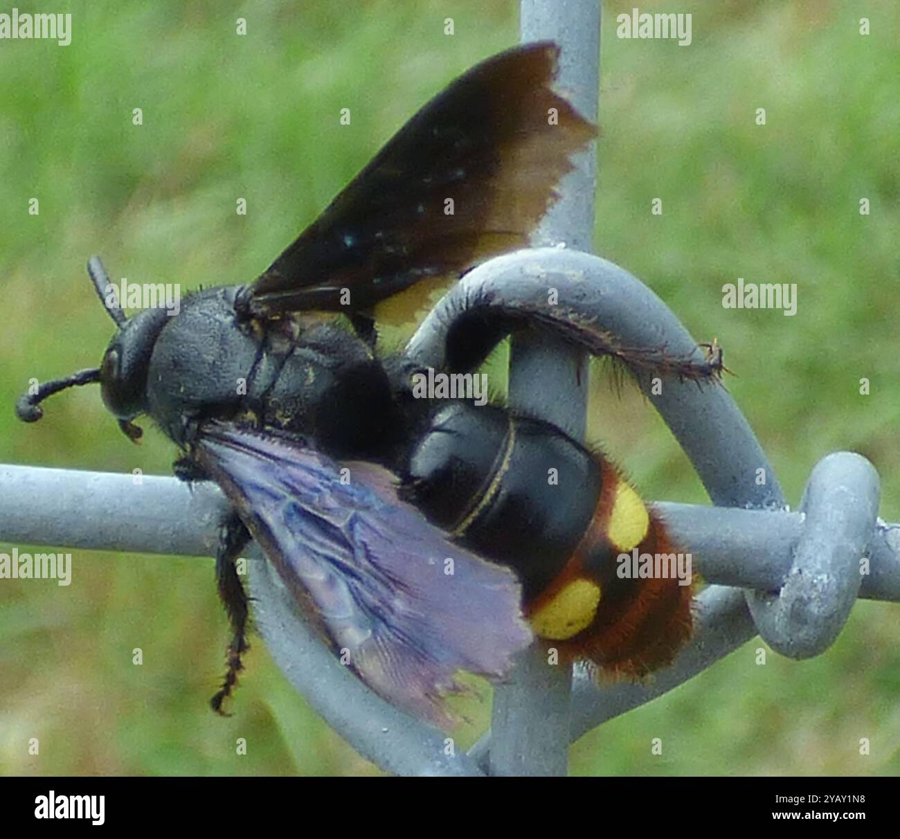 Two-spotted Scoliid Wasp (Scolia dubia dubia) Insecta Stock Photo - Alamy