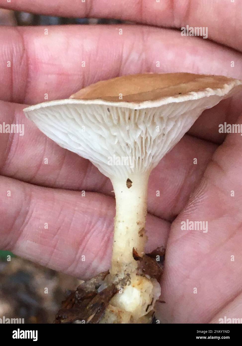 Common Funnel (Infundibulicybe gibba) Fungi Stock Photo - Alamy