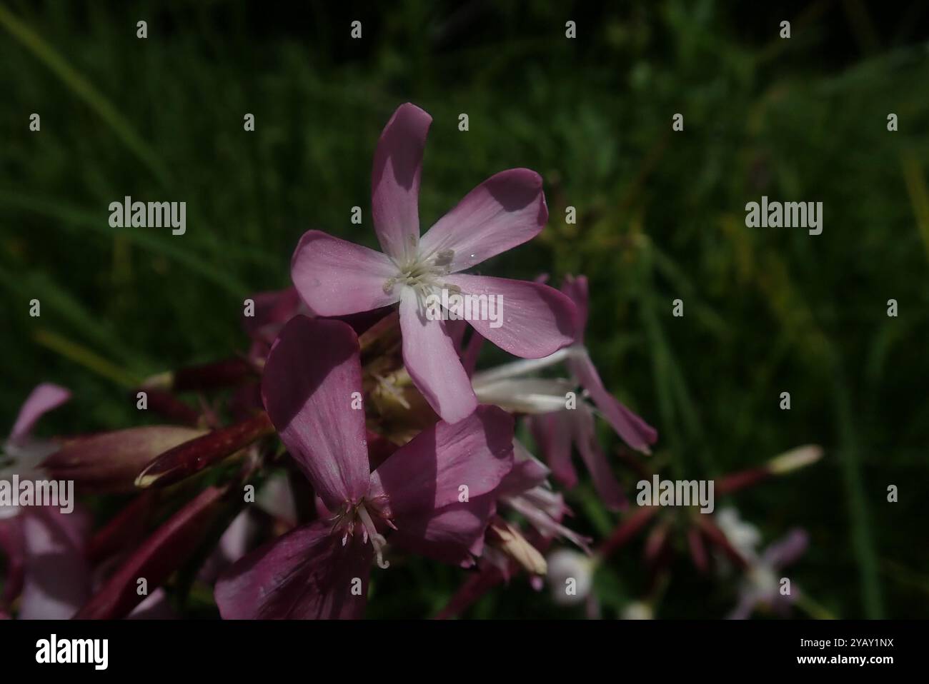 common soapwort (Saponaria officinalis) Plantae Stock Photo - Alamy