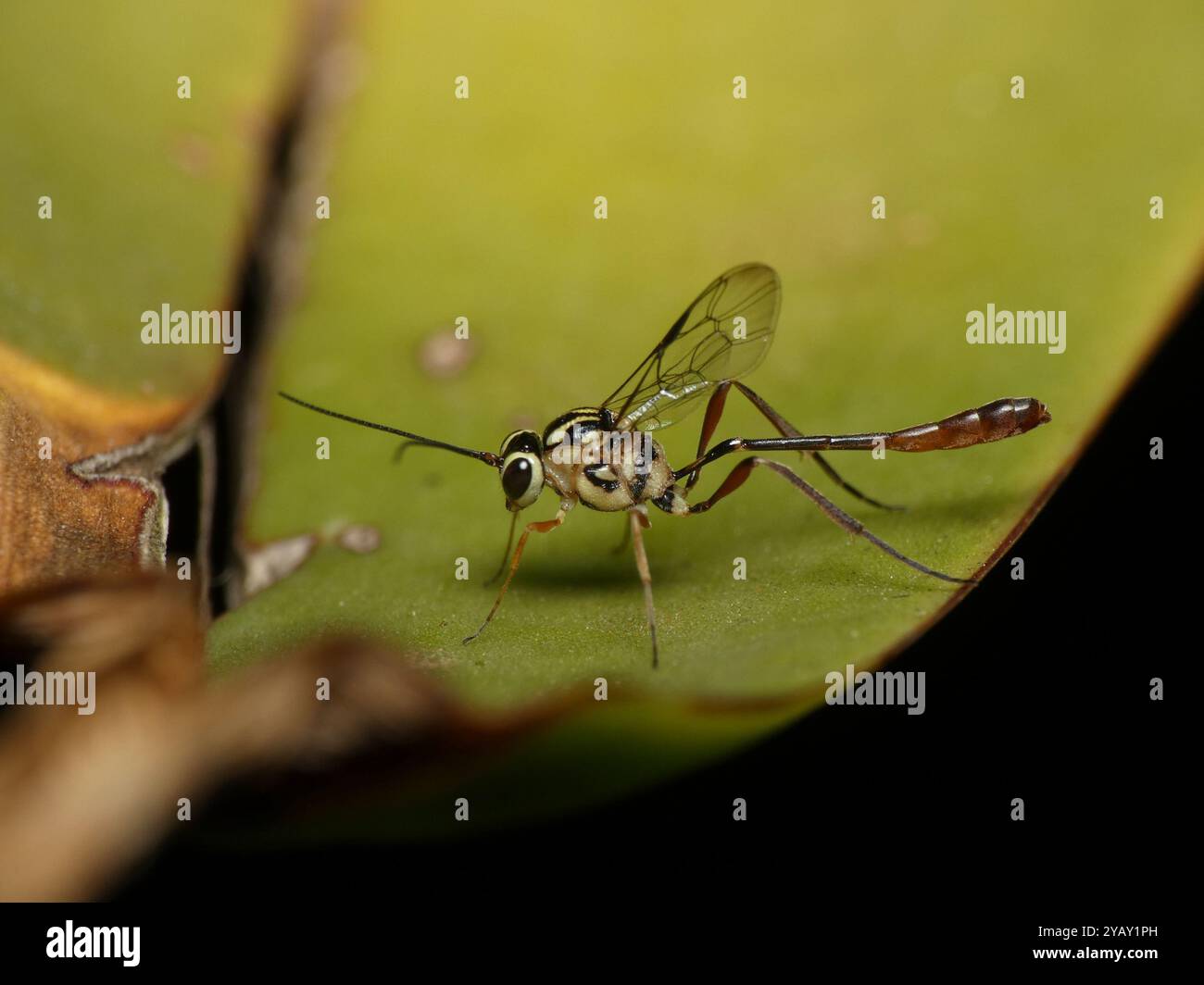 Ichneumonid Wasps (Ichneumonidae) Insecta Stock Photo - Alamy