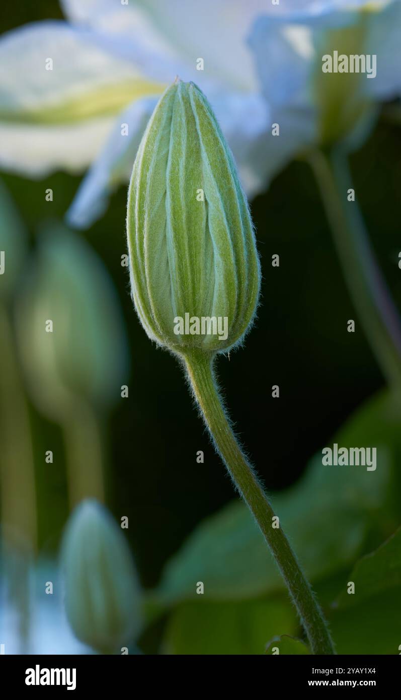 Flowers, garden and clematis bud in nature for bright color display in ...