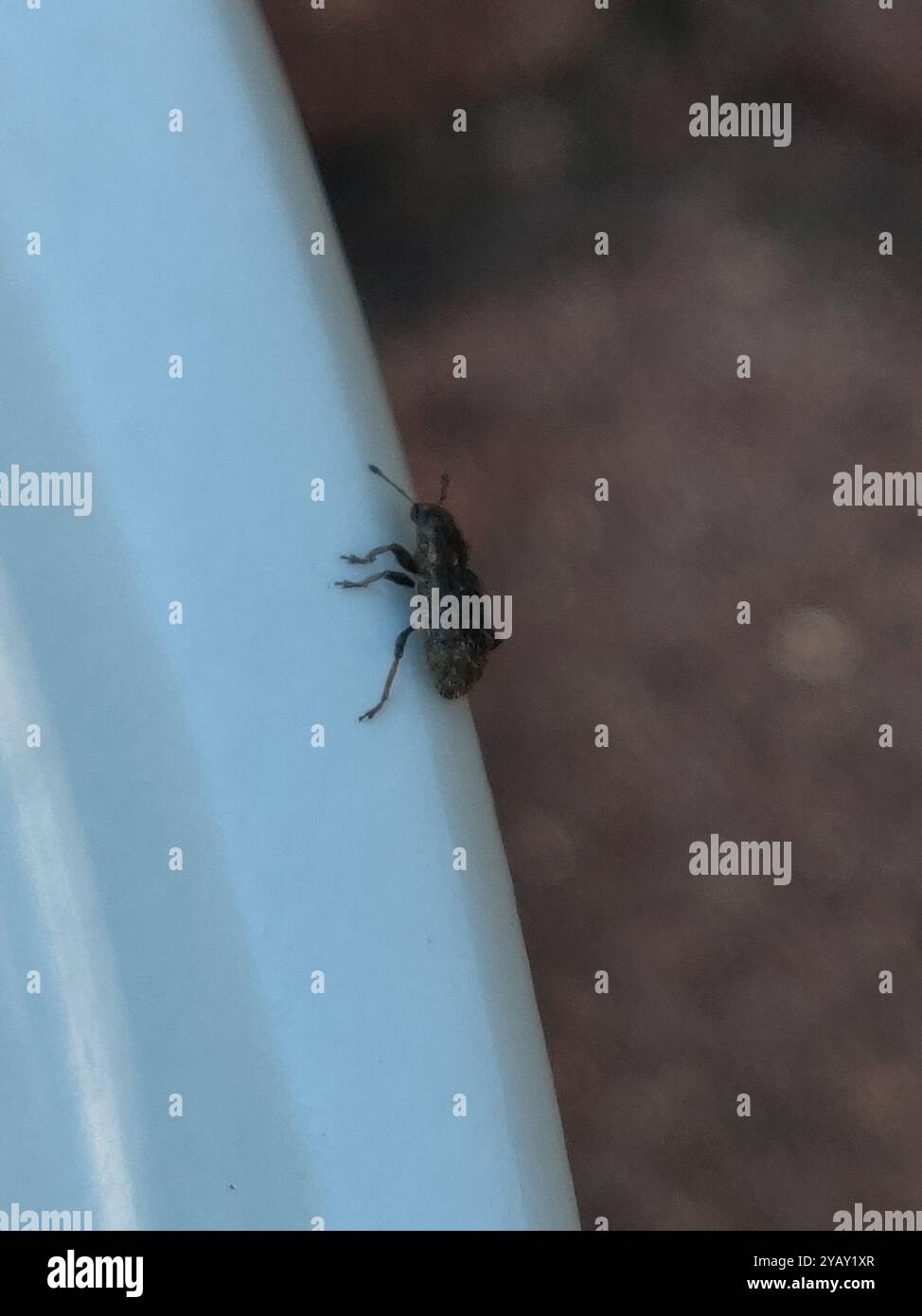 Clover Weevil (Sitona hispidulus) Insecta Stock Photo - Alamy