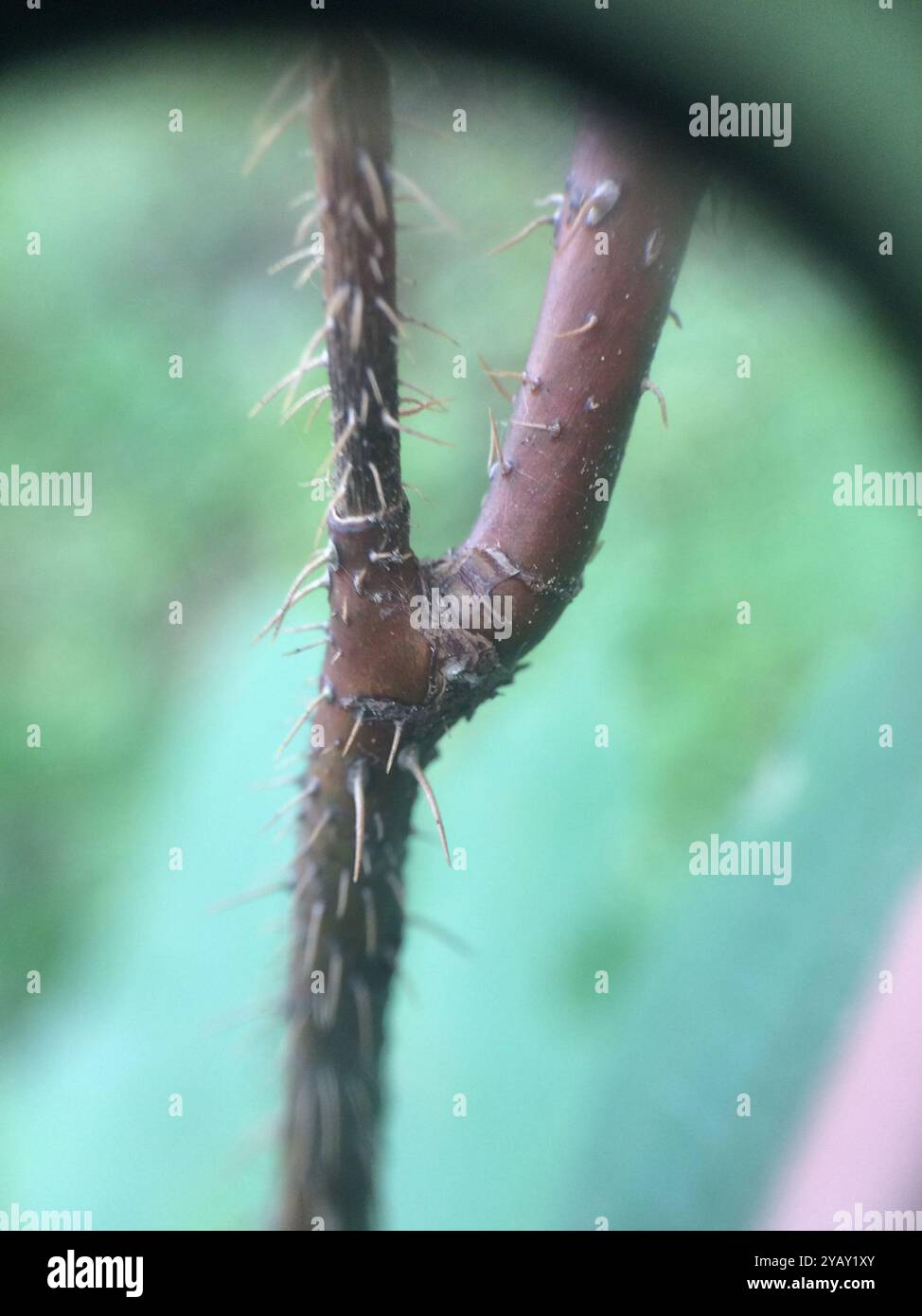Prickly Wild Rose (Rosa acicularis) Plantae Stock Photo - Alamy