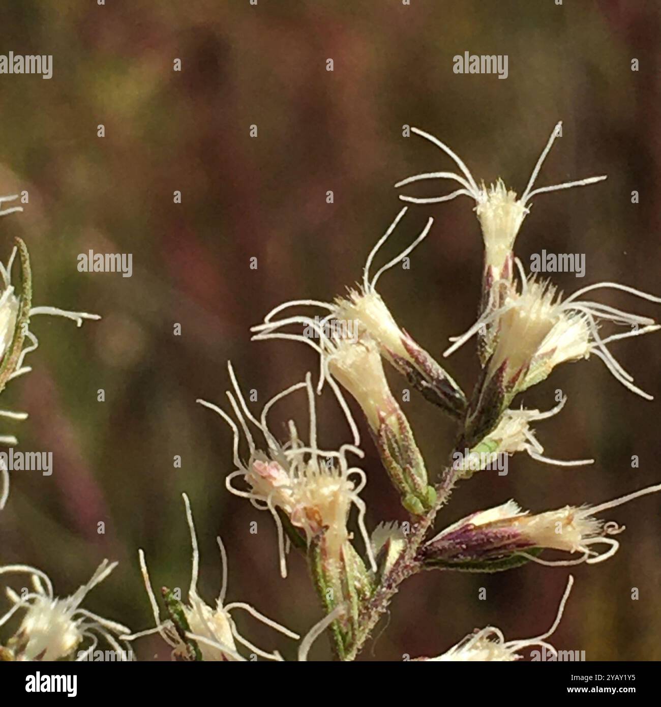 Coastal Dog Fennel (Eupatorium compositifolium) Plantae Stock Photo - Alamy