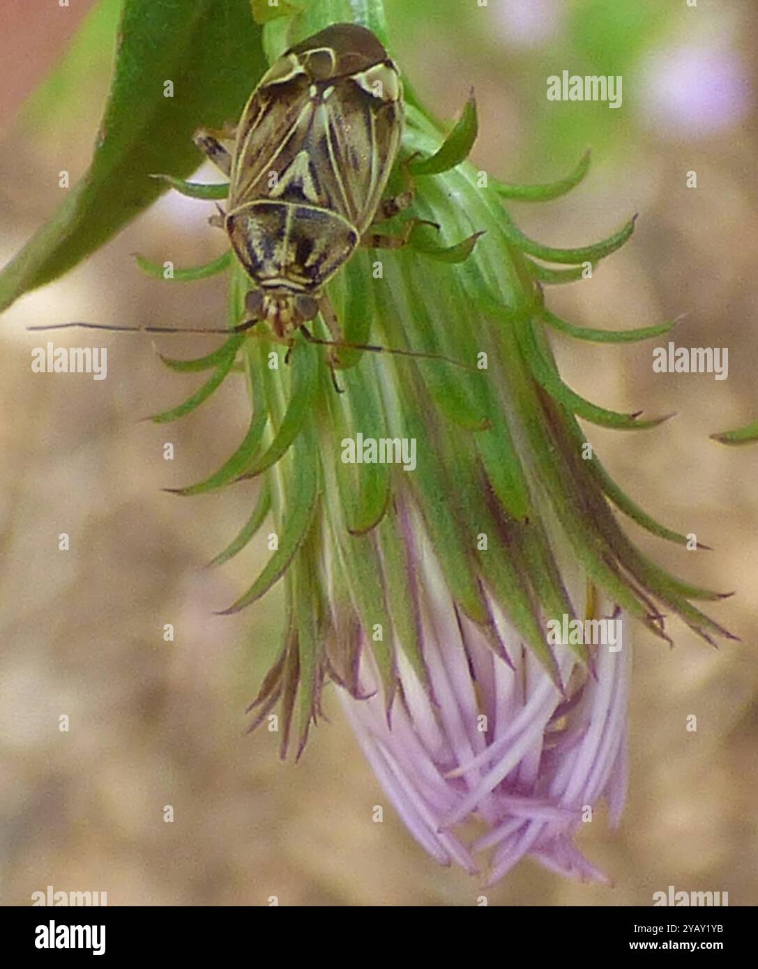 North American Tarnished Plant Bug (Lygus lineolaris) Insecta Stock ...