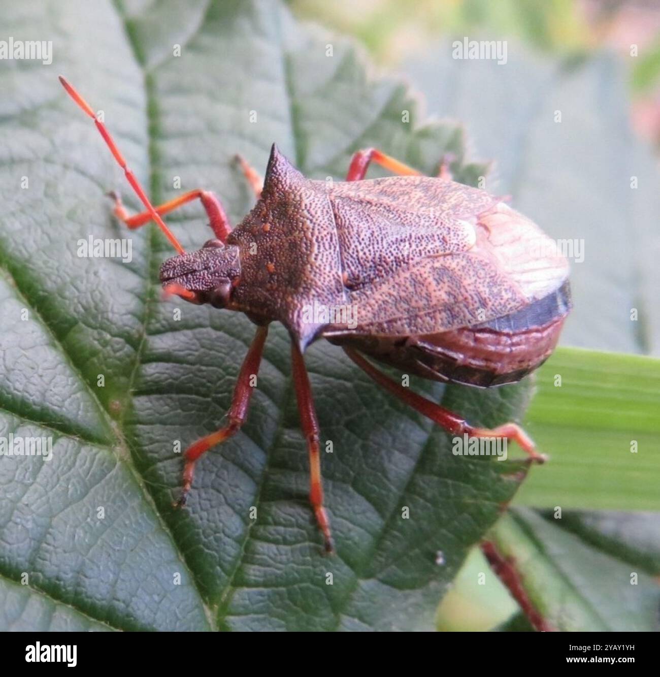 Spiny Shield Bug (Picromerus bidens) Insecta Stock Photo - Alamy