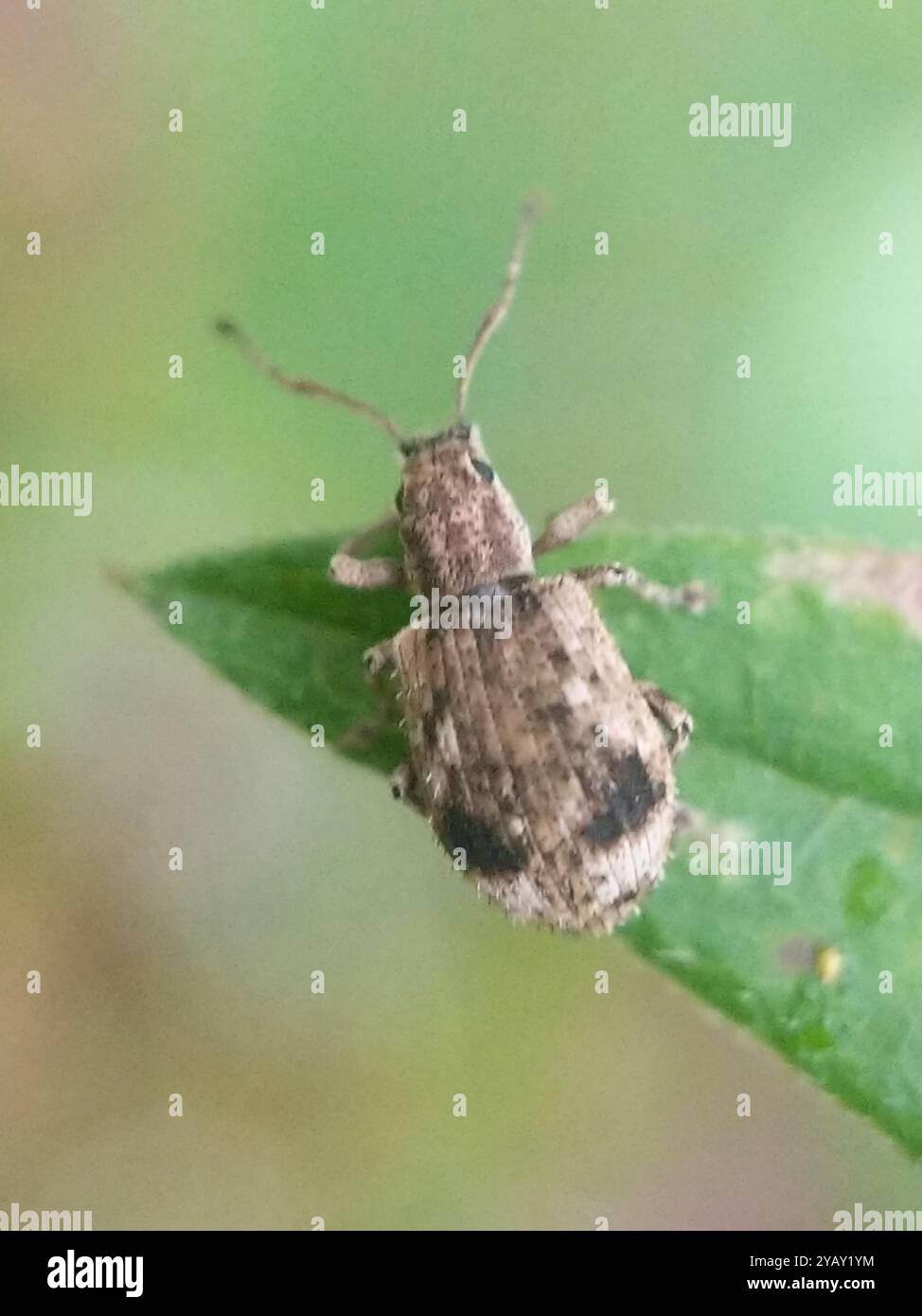 Peach Root Weevil (Pseudoedophrys hilleri) Insecta Stock Photo - Alamy