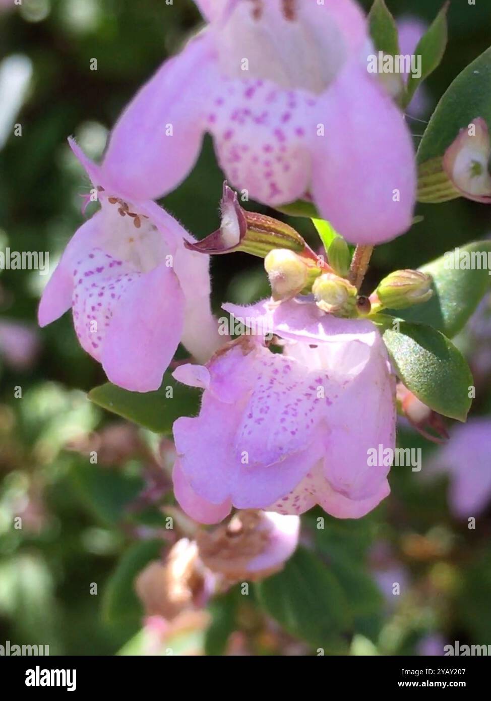 Georgia calamint (Clinopodium carolinianum) Plantae Stock Photo - Alamy
