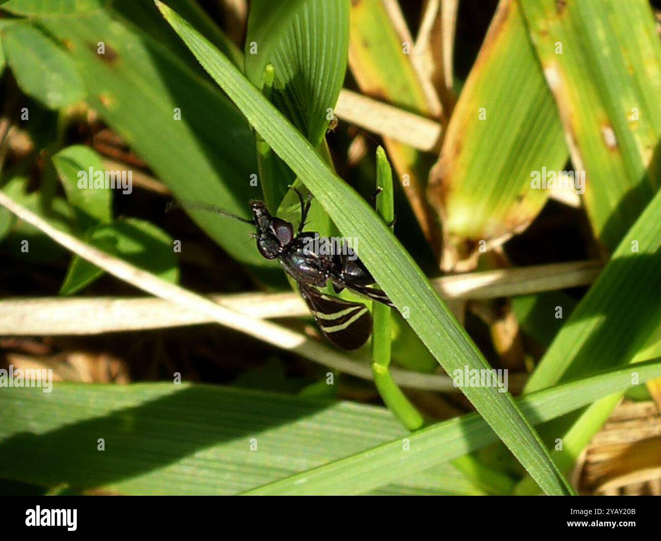 Flexa hi-res stock photography and images - Alamy