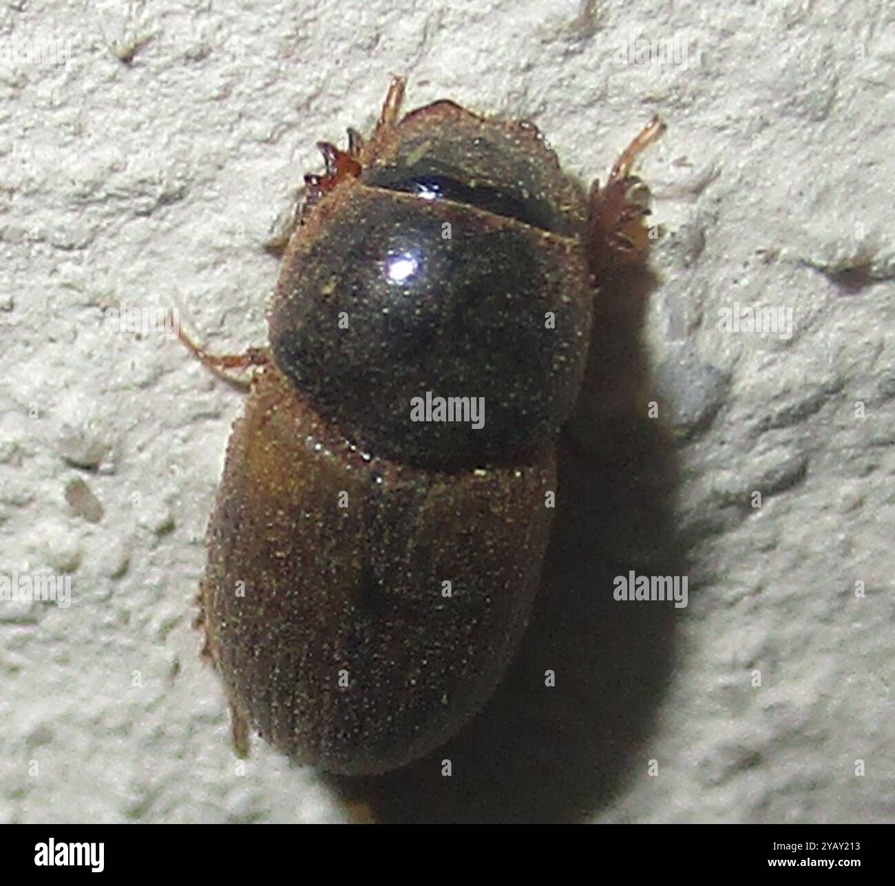 Small Dung Beetles (Aphodiinae) Insecta Stock Photo - Alamy