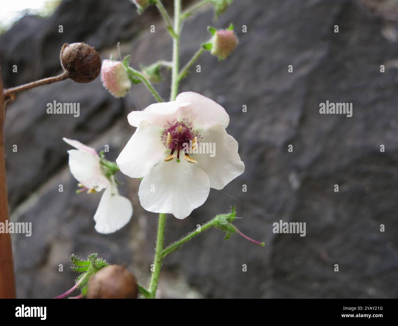 moth mullein (Verbascum blattaria) Plantae Stock Photo - Alamy