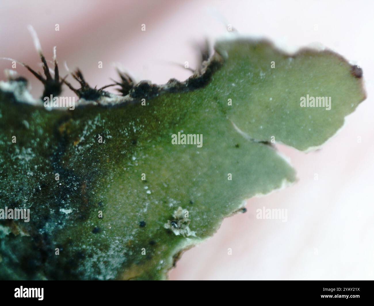 many-fruited pelt lichen (Peltigera polydactylon) Fungi Stock Photo - Alamy
