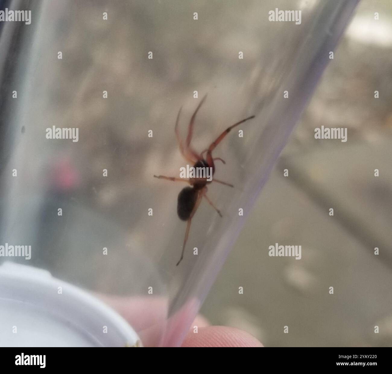 Trachelas tranquillus hi-res stock photography and images - Alamy