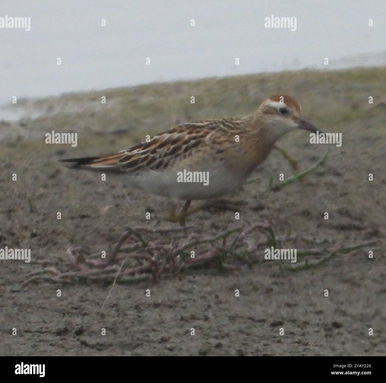 Sharp-tailed Sandpiper (Calidris acuminata) Aves Stock Photo - Alamy