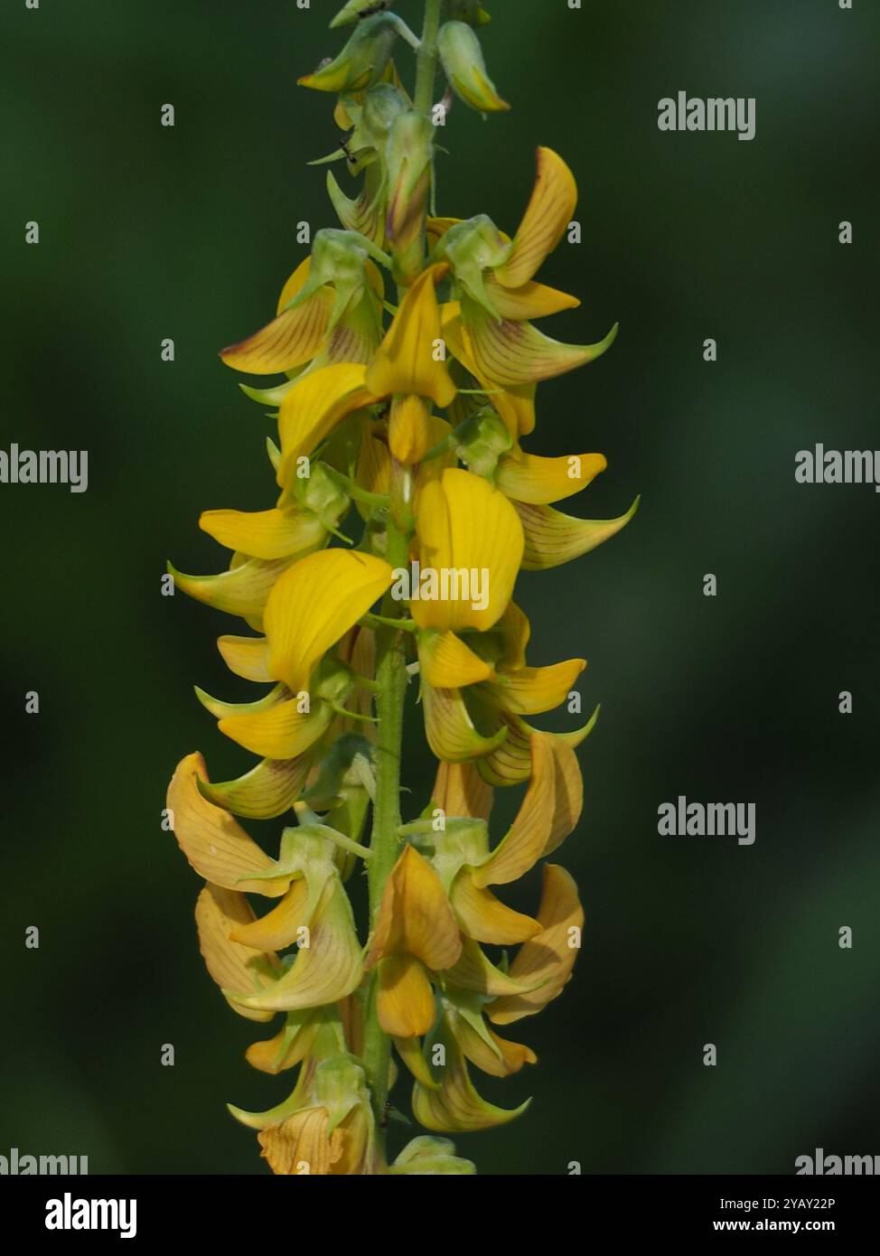 Streaked Rattlepod (Crotalaria pallida) Plantae Stock Photo - Alamy
