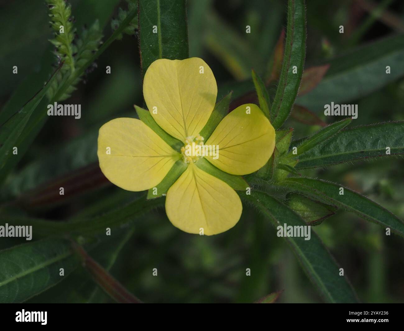 Mexican Primrose-willow (Ludwigia octovalvis) Plantae Stock Photo - Alamy