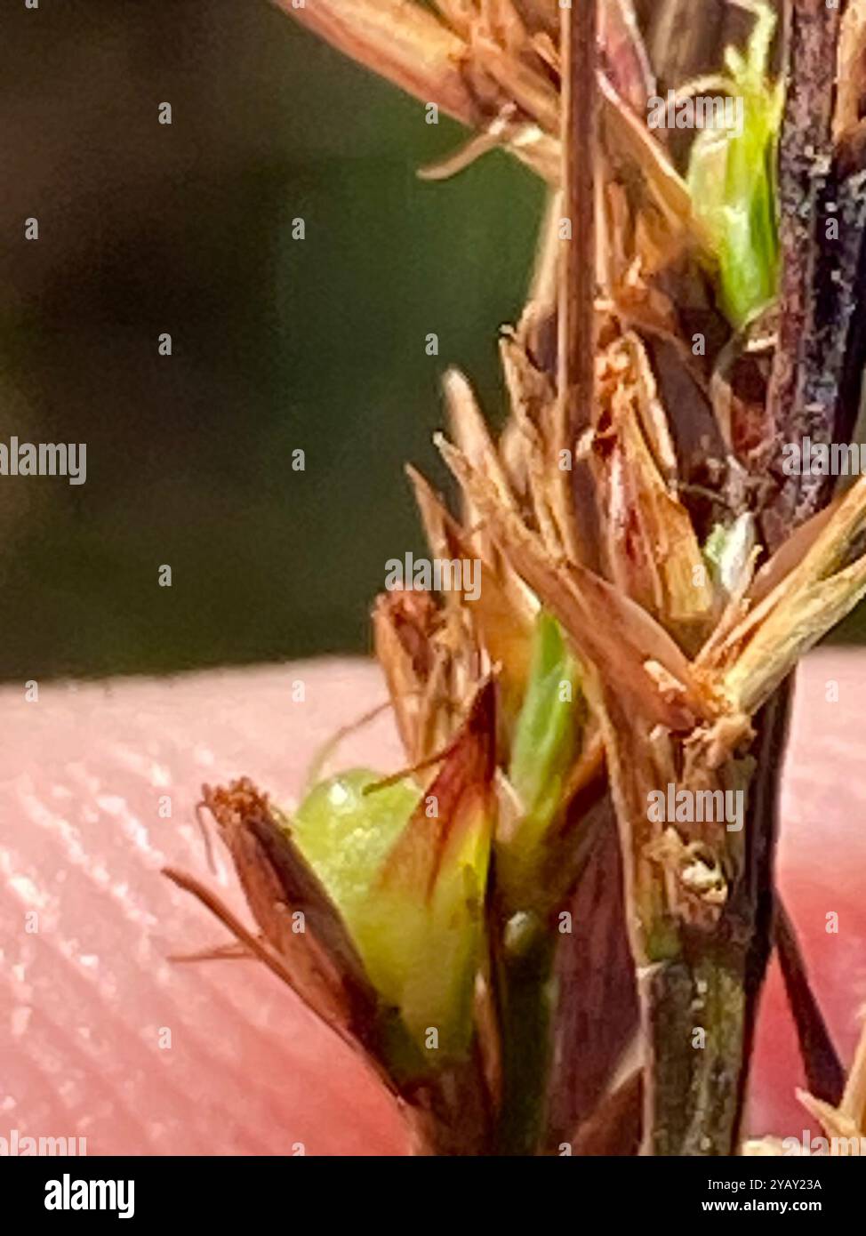 netted nutrush (Scleria reticularis) Plantae Stock Photo - Alamy