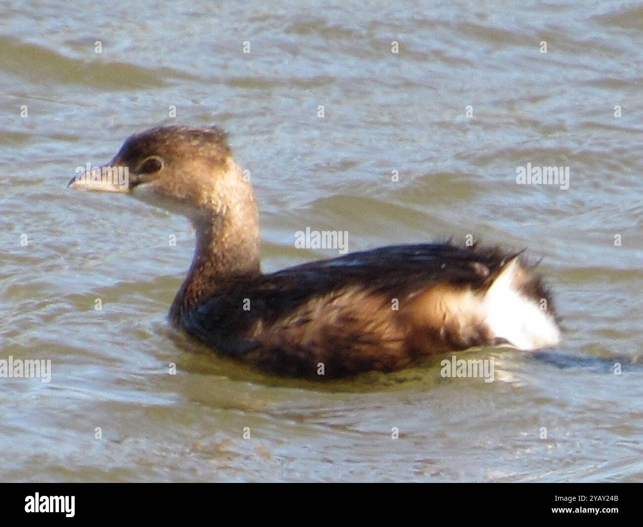 Pied-billed Grebe (Podilymbus podiceps) Aves Stock Photo - Alamy