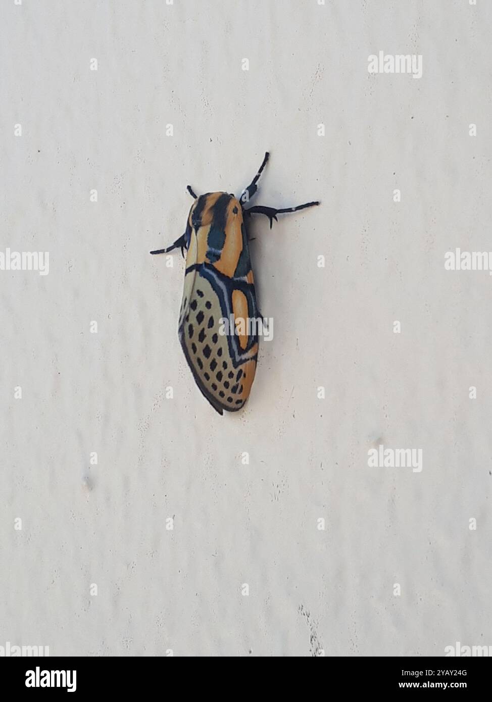 Hieroglyphic Moth (Diphthera festiva) Insecta Stock Photo - Alamy