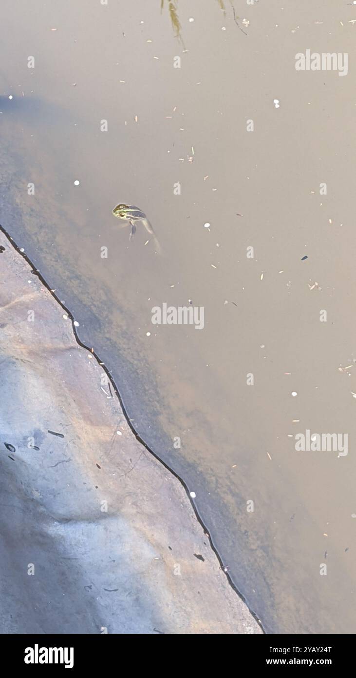 Southern Bell Frog (Ranoidea raniformis) Amphibia Stock Photo - Alamy