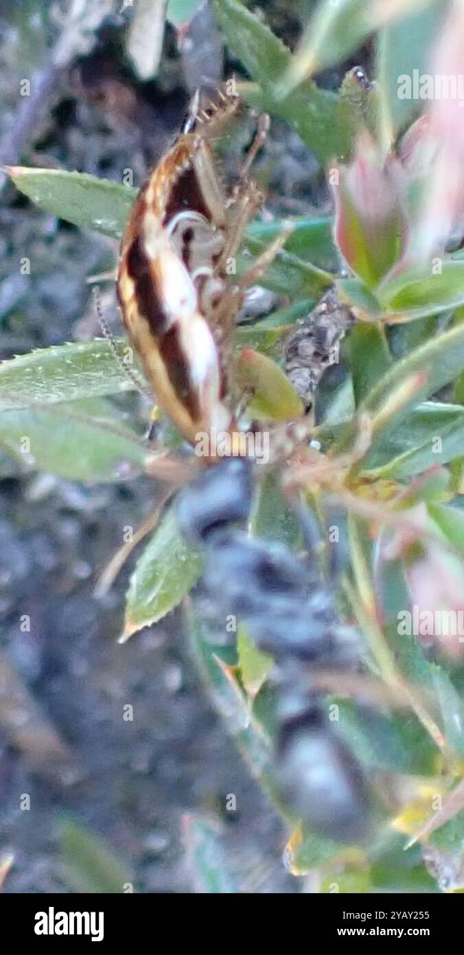 Jack jumper ant hi-res stock photography and images - Alamy