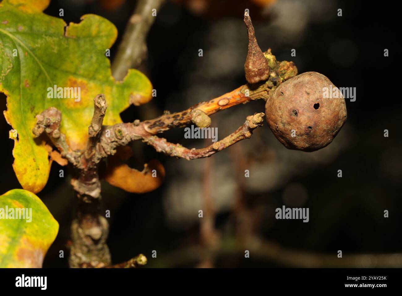 Oak Marble Gall Wasp (Andricus kollari) Insecta Stock Photo - Alamy