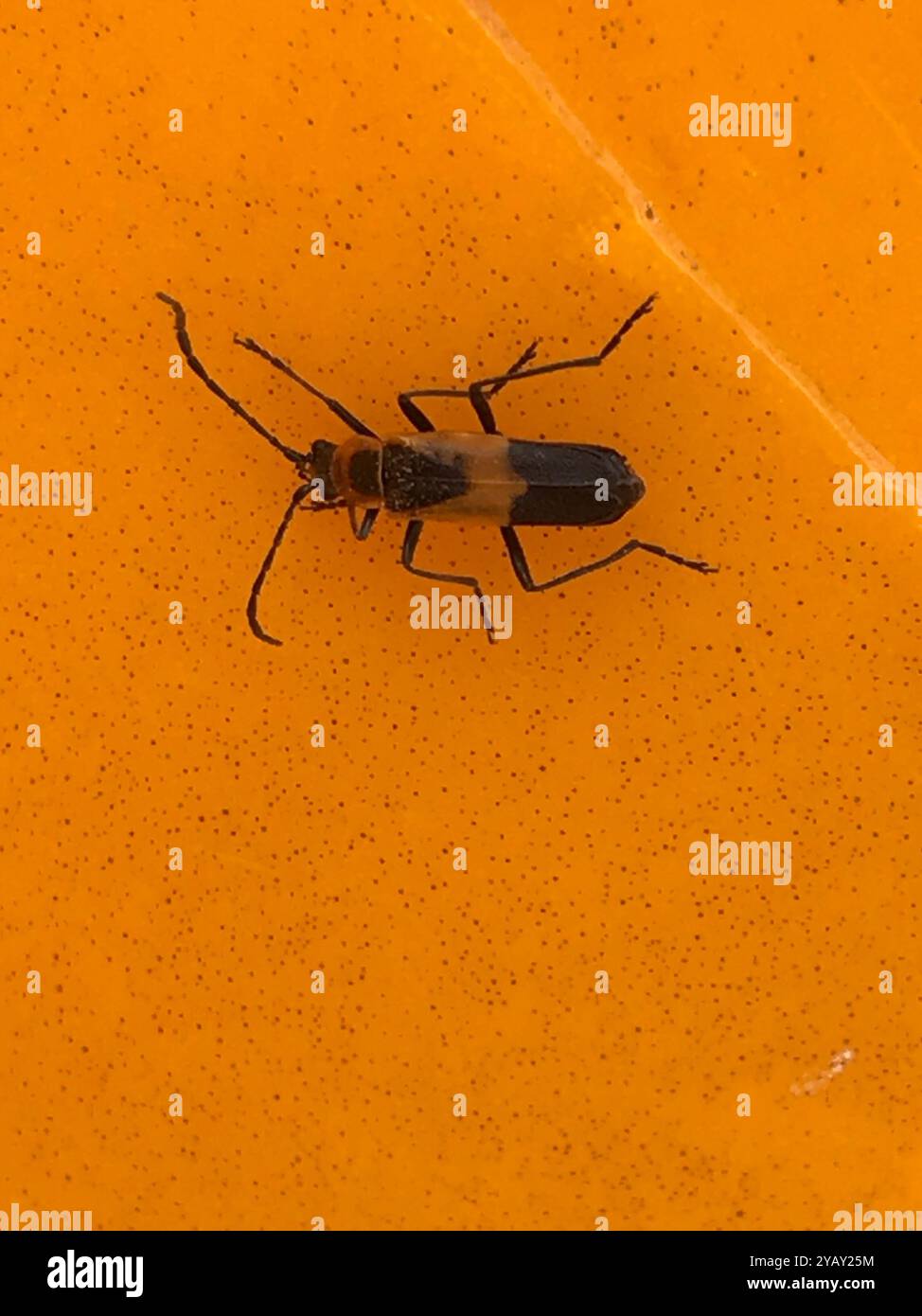 Colorado Soldier Beetle (Chauliognathus basalis) Insecta Stock Photo ...