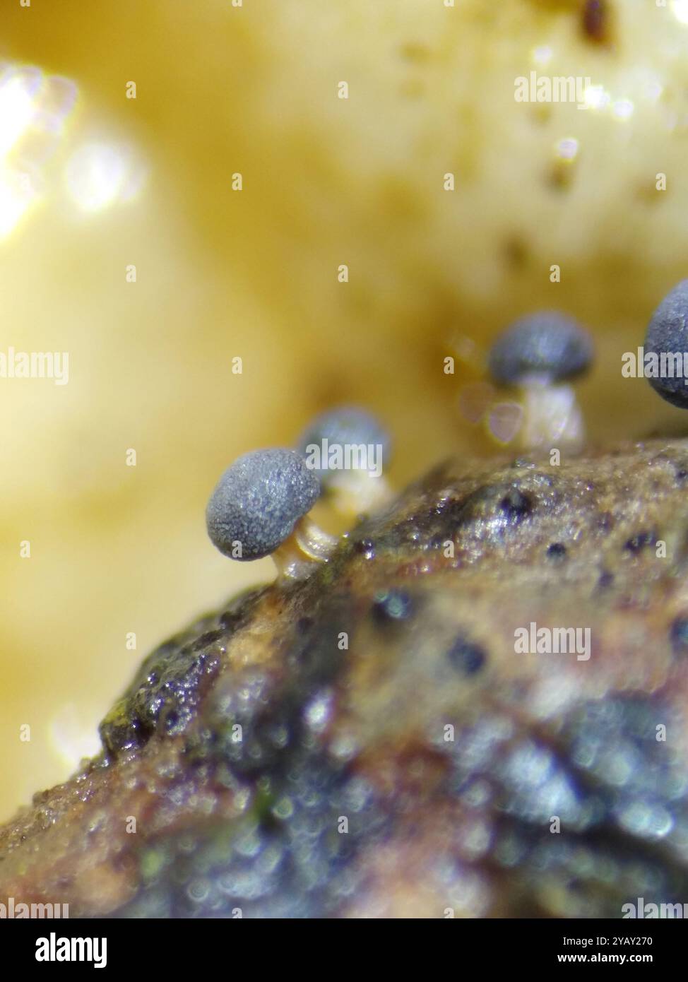 (Didymium squamulosum) Protozoa Stock Photo - Alamy