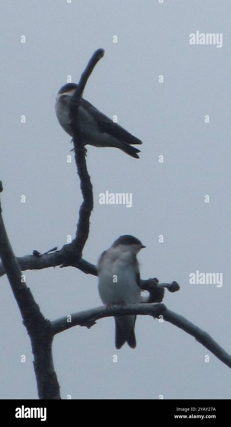 Tree Swallow (Tachycineta bicolor) Aves Stock Photo - Alamy