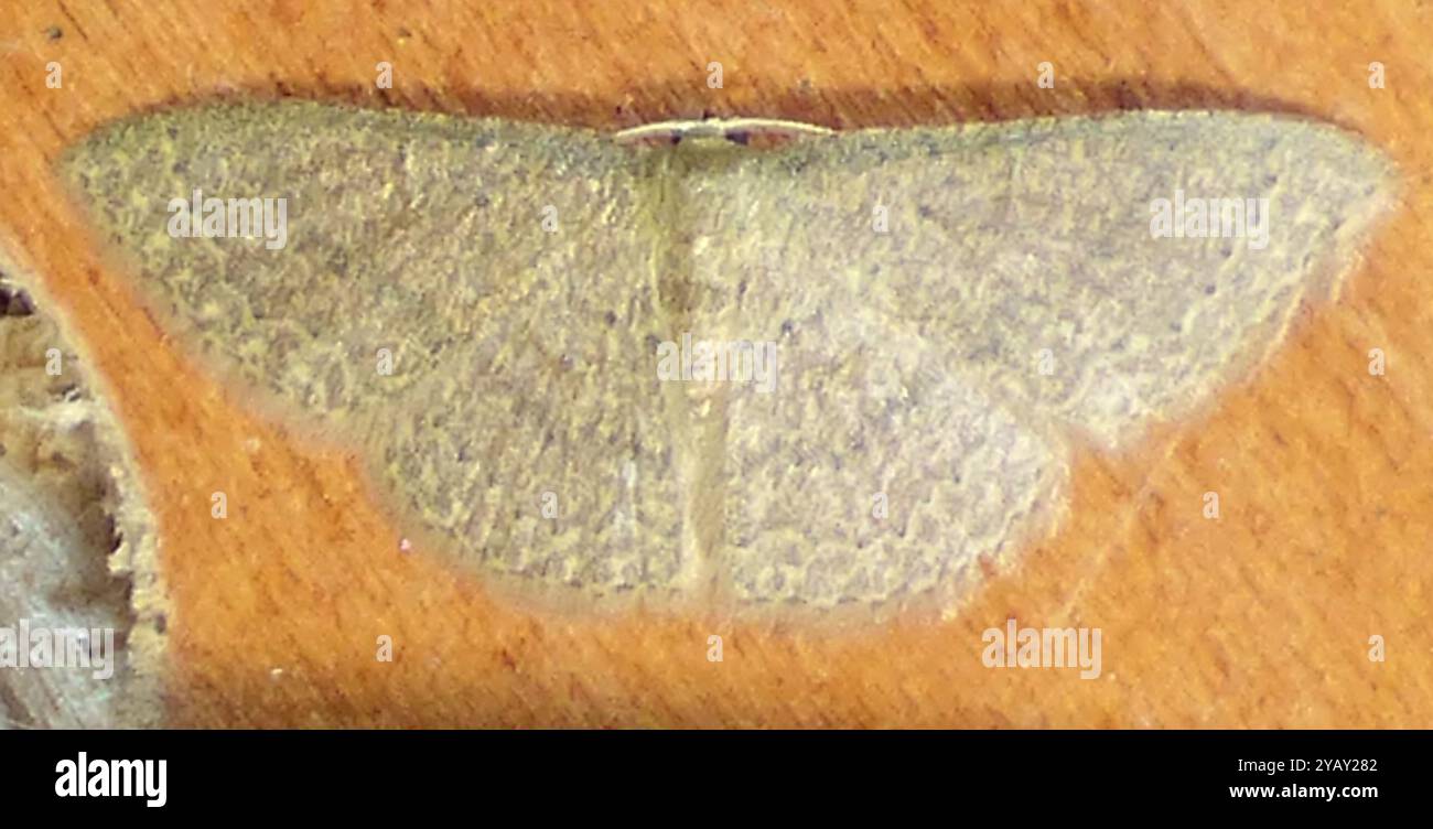 Common Tan Wave (Pleuroprucha insulsaria) Insecta Stock Photo - Alamy