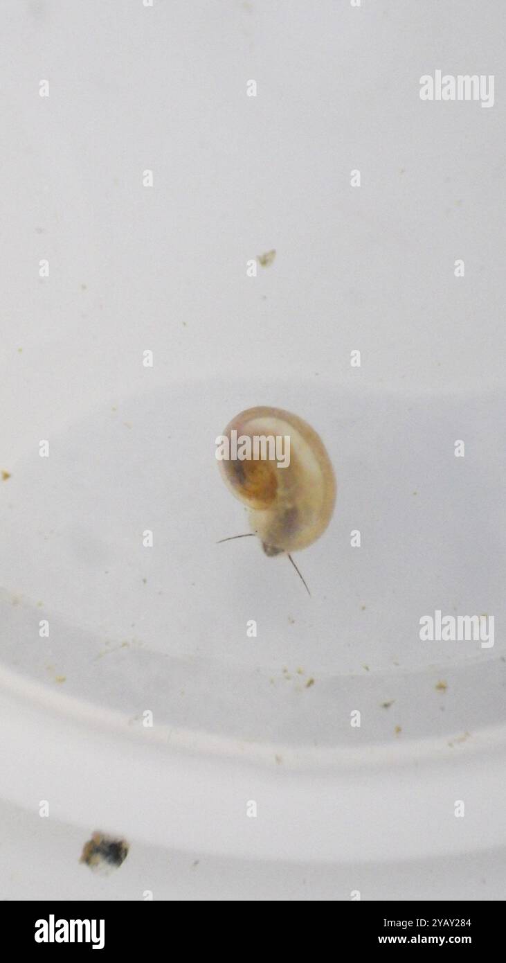 Ramshorn snails (Planorbidae) Mollusca Stock Photo - Alamy